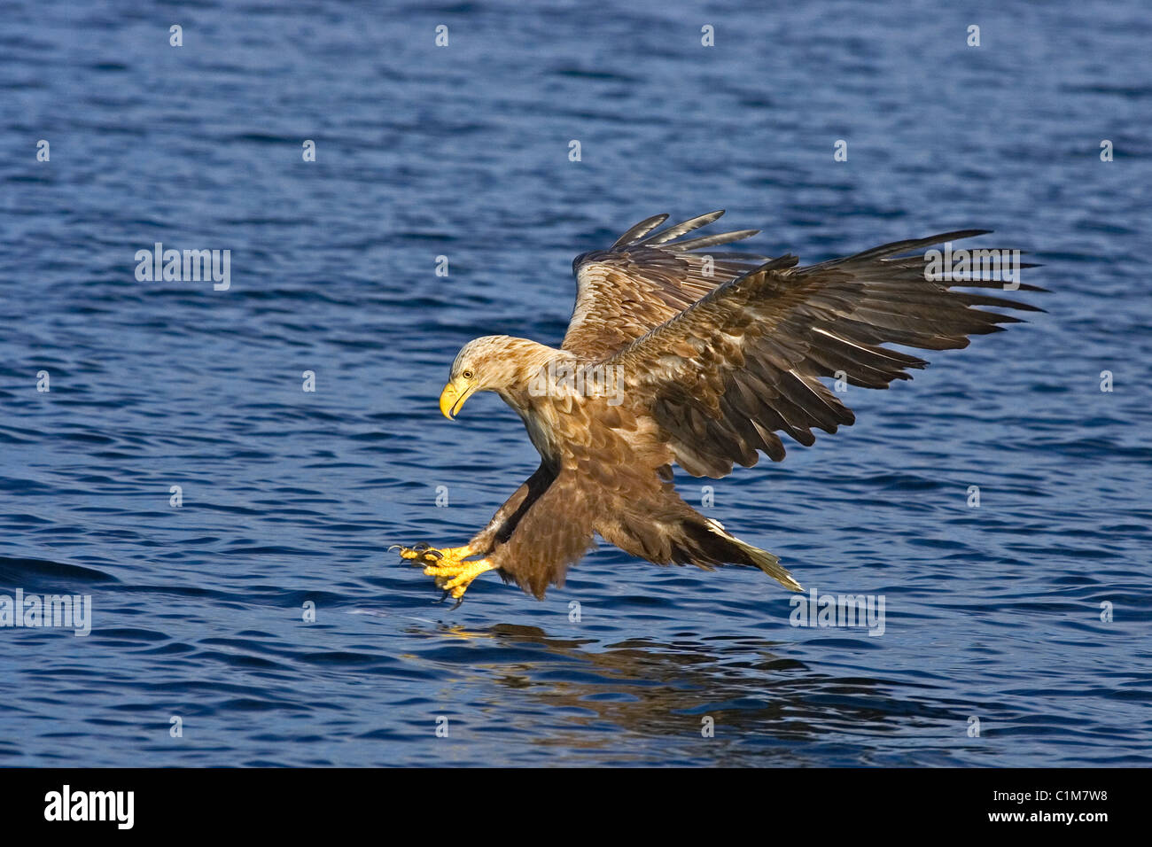 Eagle talons grabbing fish hi-res stock photography and images - Alamy