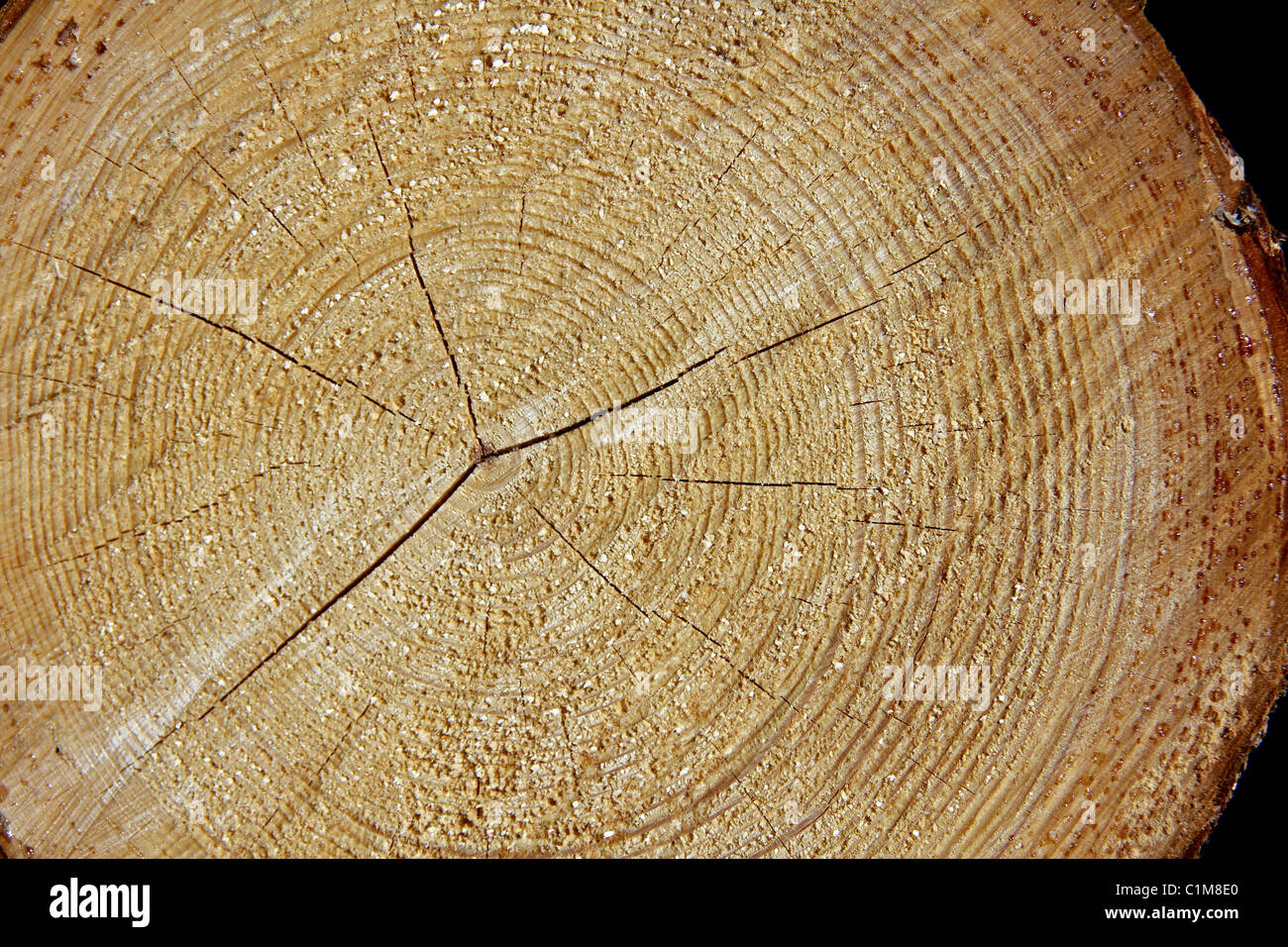 Wood Cross Section Natural Background Stock Photo - Alamy