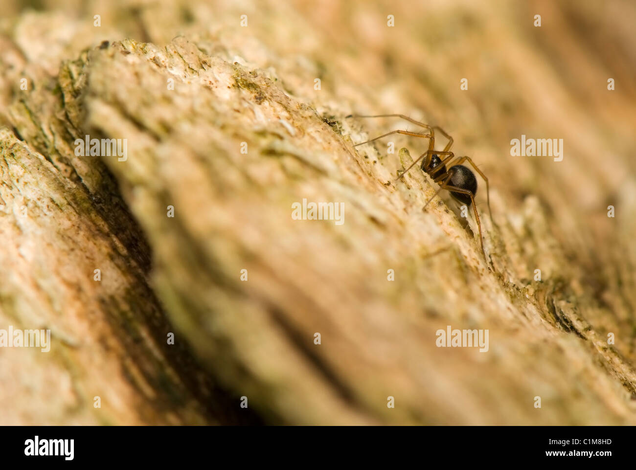 Linyphiidae hi-res stock photography and images - Alamy