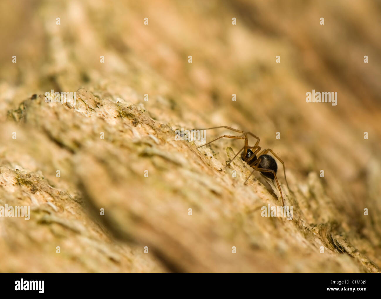 Linyphiidae hi-res stock photography and images - Alamy