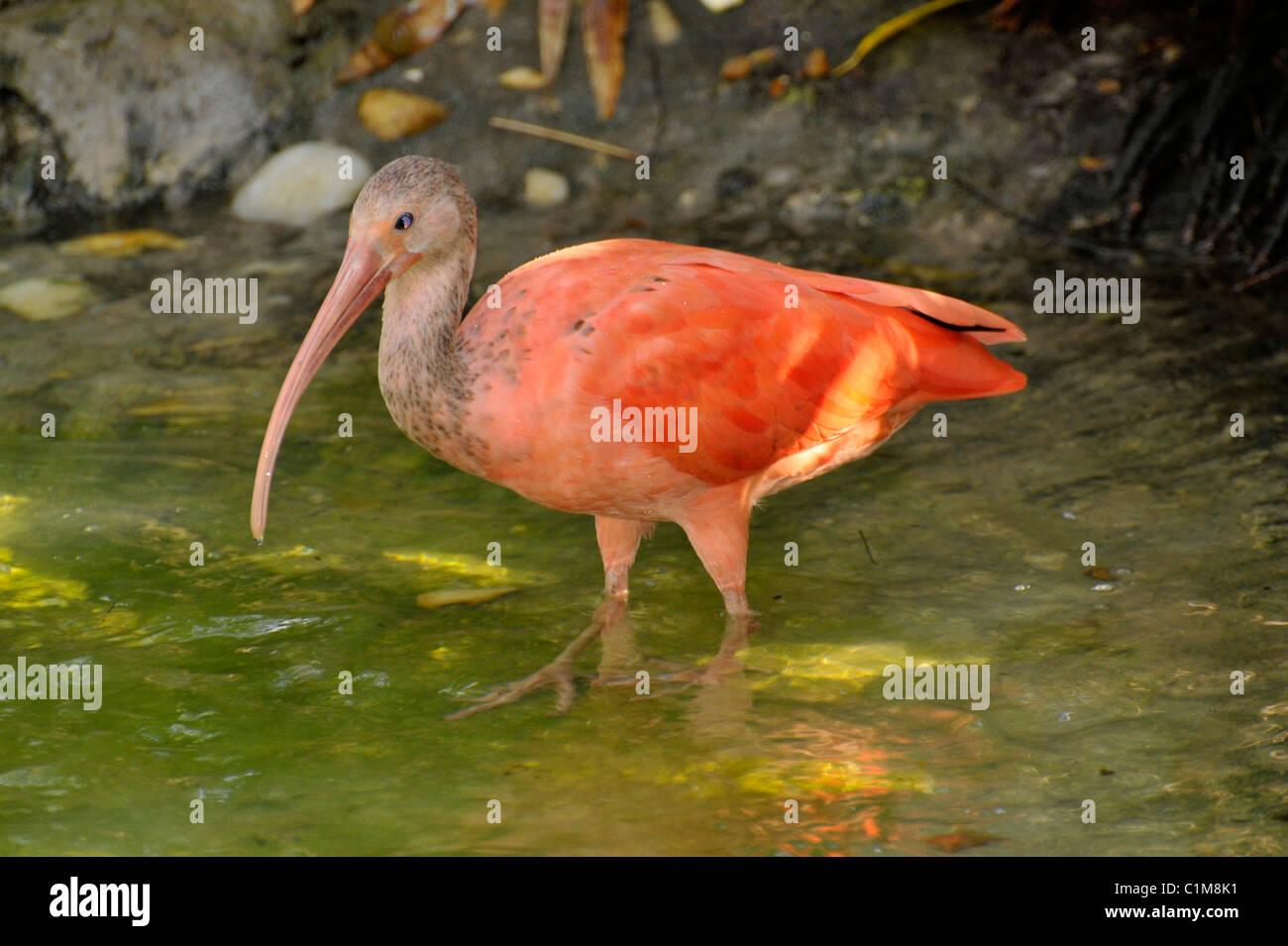 Scarlet ibis educational exhibit hi-res stock photography and images ...