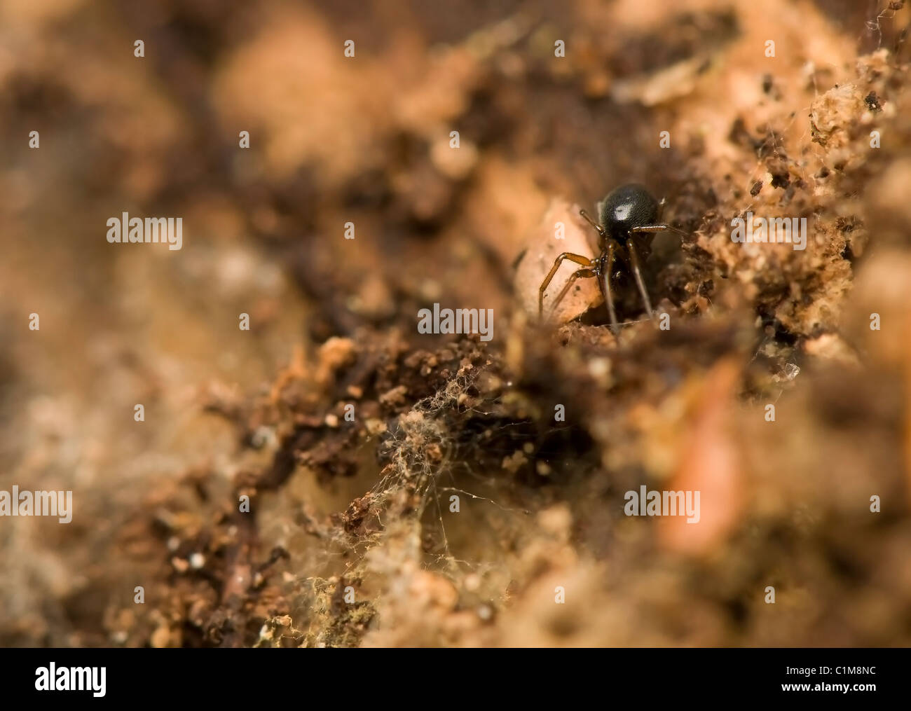 Linyphiidae hi-res stock photography and images - Alamy