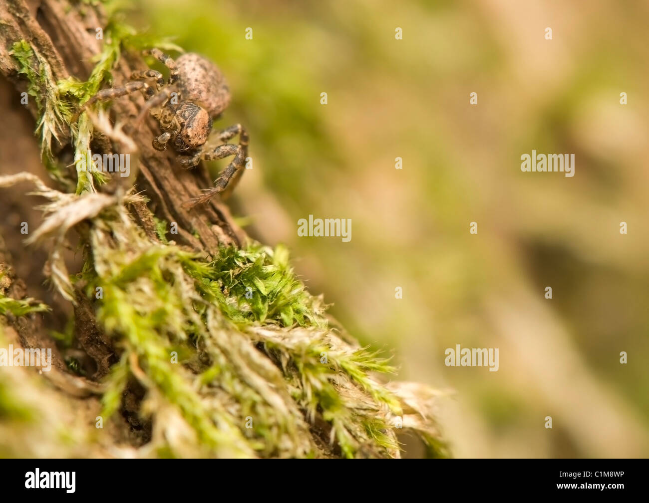 Acerbus hi-res stock photography and images - Alamy