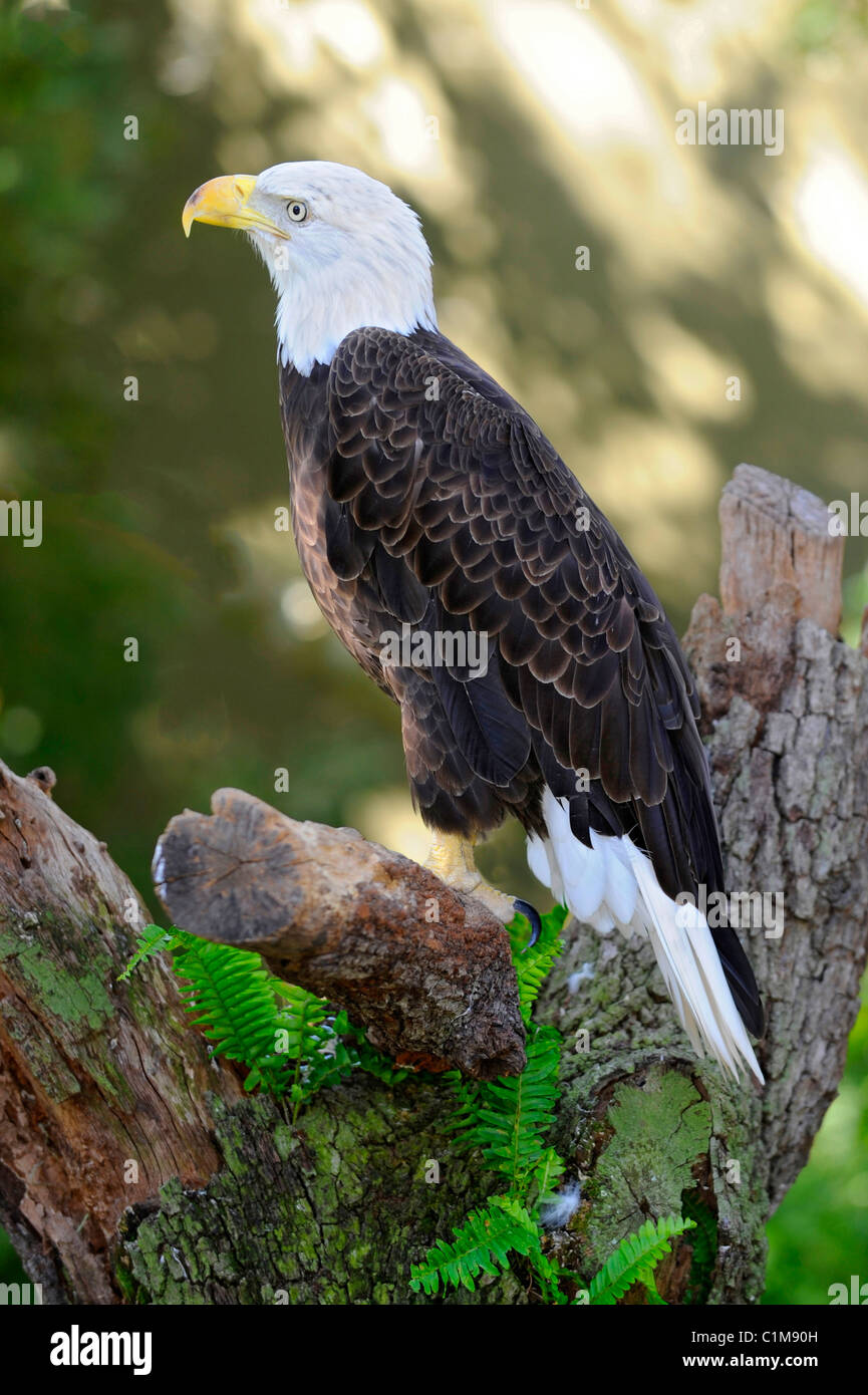 Lowry Park Zoo St Petersburg Florida Southern Bald Eagle Stock Photo ...