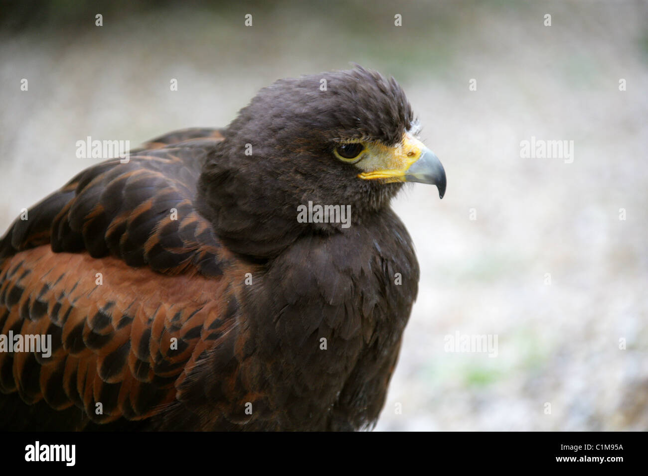 Accipitridae bird hi-res stock photography and images - Alamy