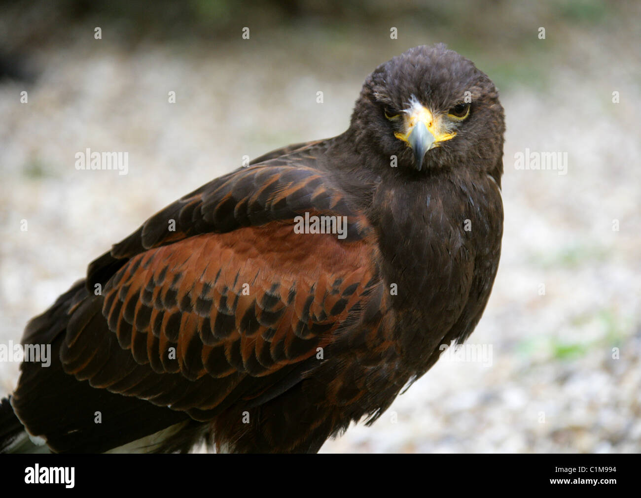 Accipitridae hi-res stock photography and images - Alamy