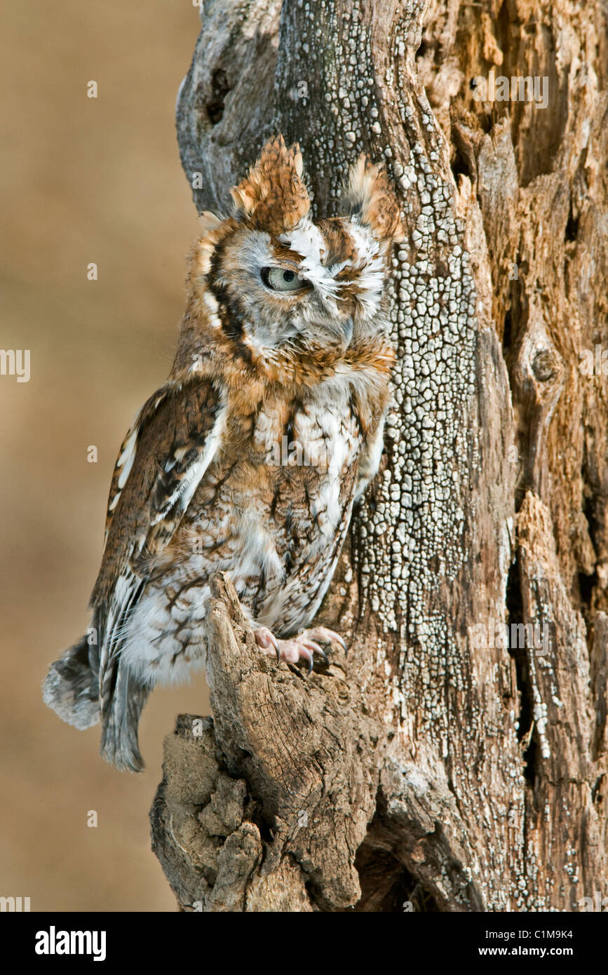 Megascops hi-res stock photography and images - Alamy