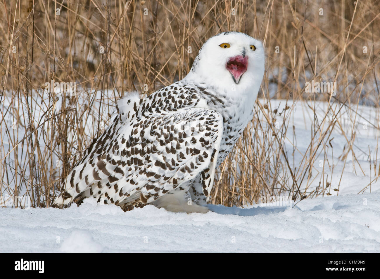 Great Snowy Owl Nyctea scandiacus female calling North America Stock ...