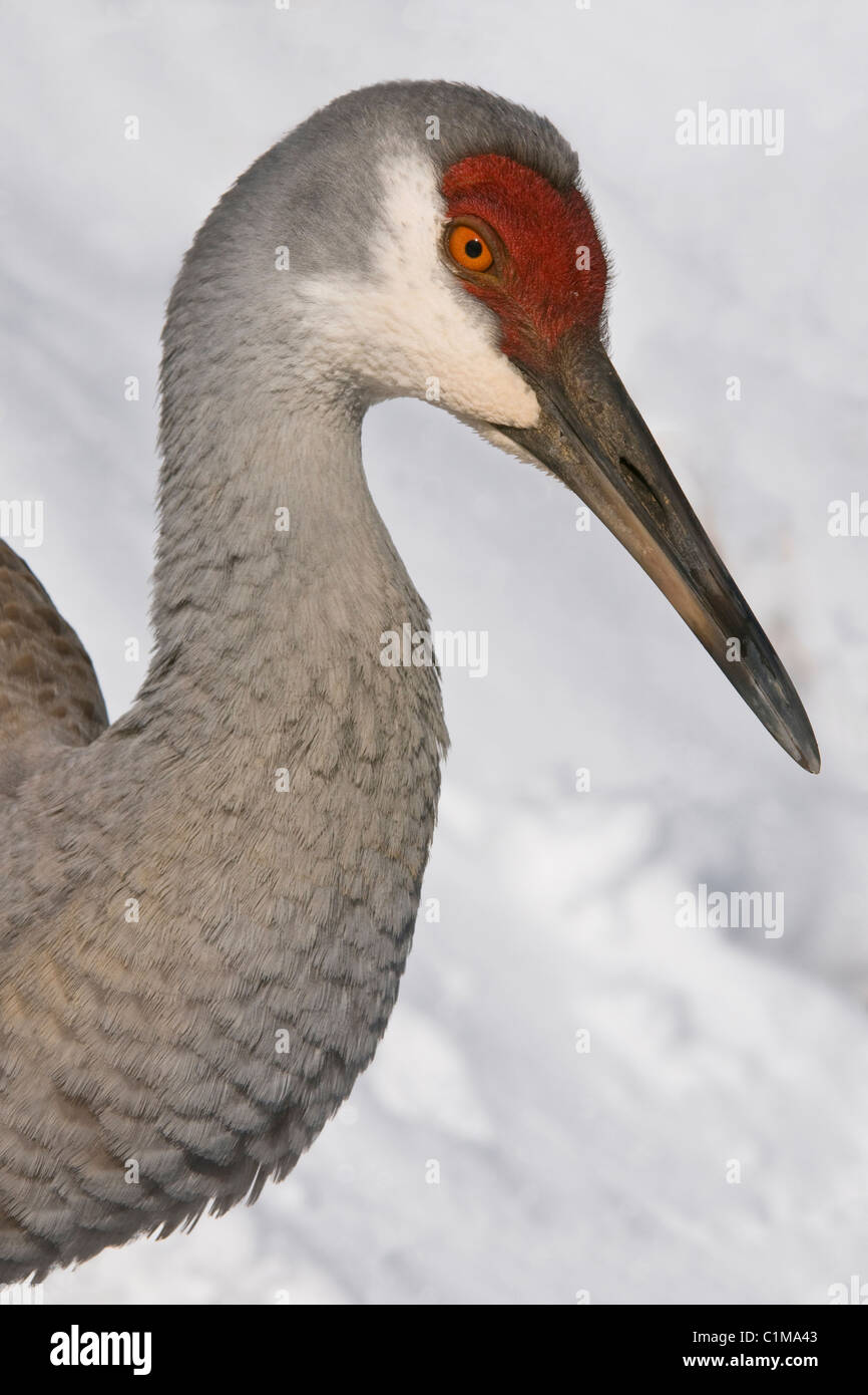 Curved crane hi-res stock photography and images - Alamy