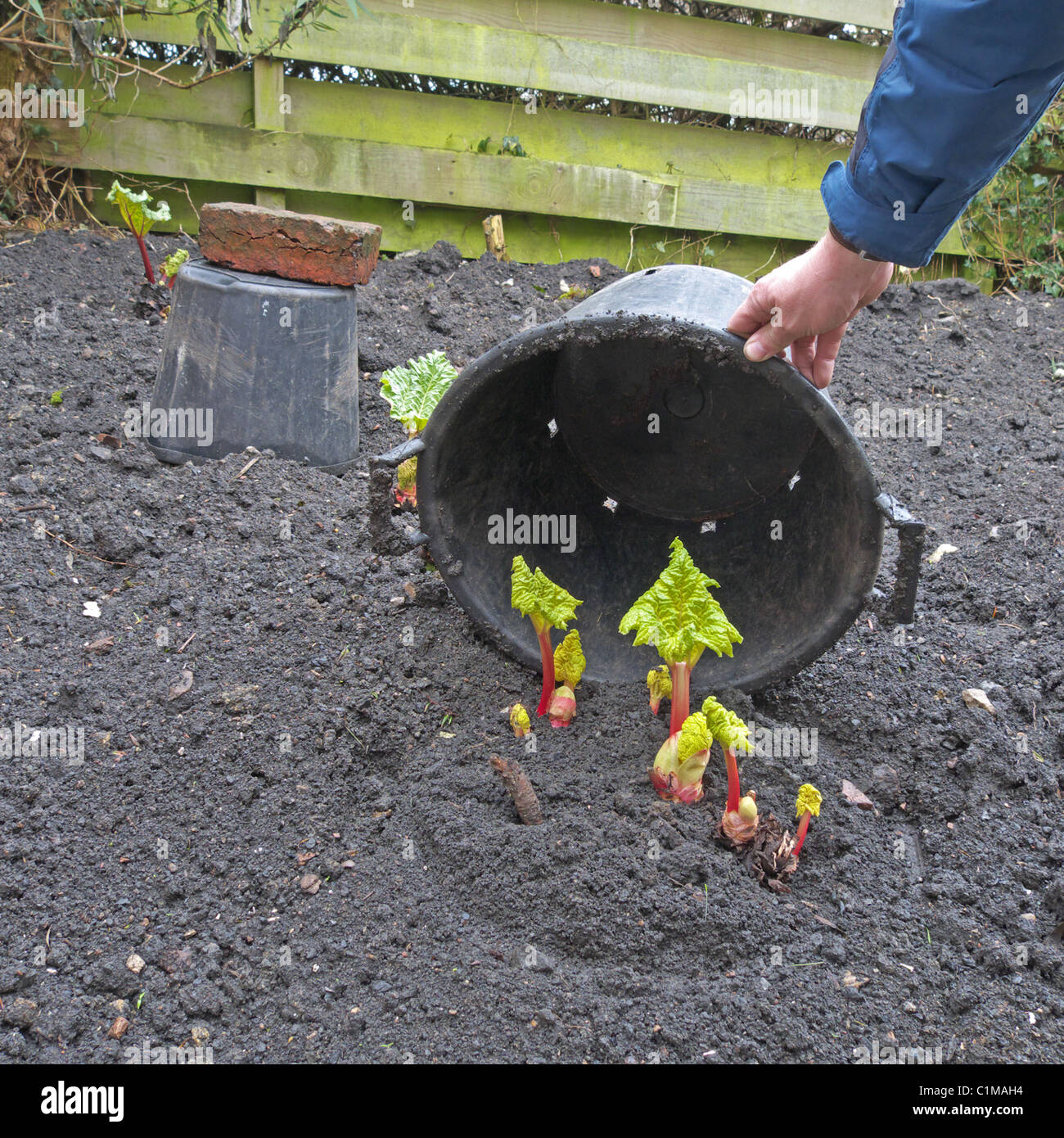 Rhubarb cloches hi-res stock photography and images - Alamy
