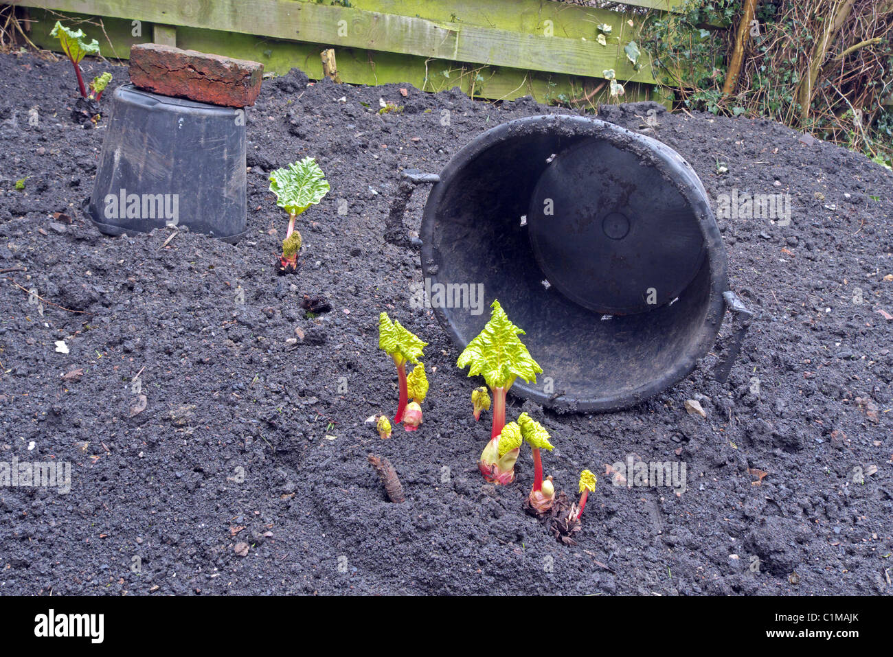 Bucket used as a Cloche to Force Rhubarb ( Rheum x hybridum ), UK in ...