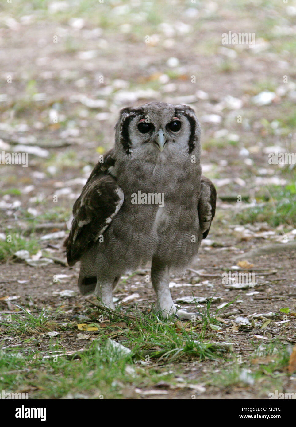 Verreaux's Eagle Owl or Milky Eagle Owl, Bubo lacteus, Strigidae. Aka ...