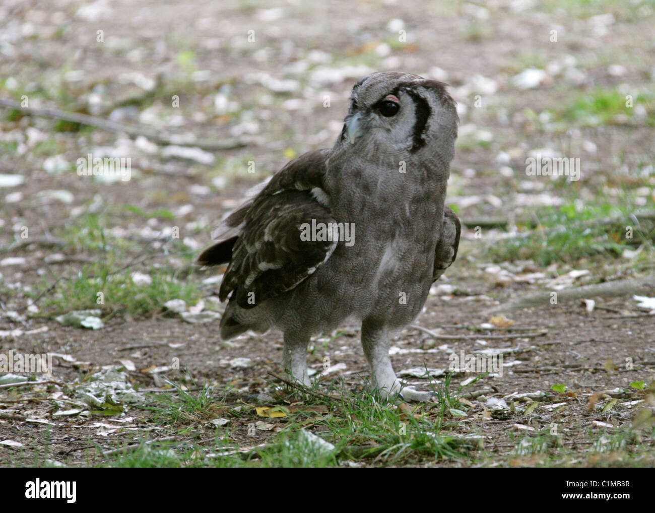 Verreaux's Eagle Owl or Milky Eagle Owl, Bubo lacteus, Strigidae. Aka ...