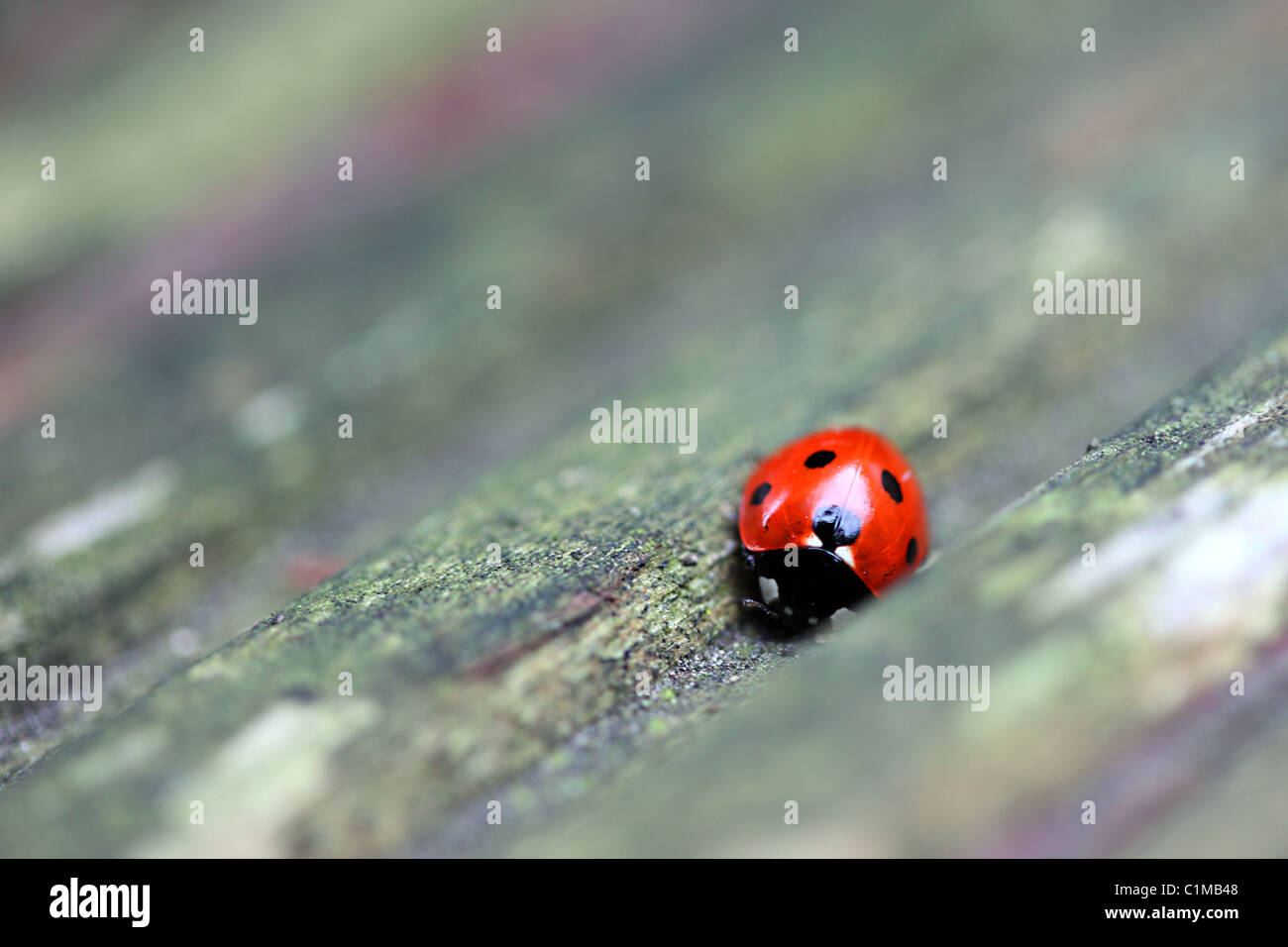 Ladybug macro hi-res stock photography and images - Alamy
