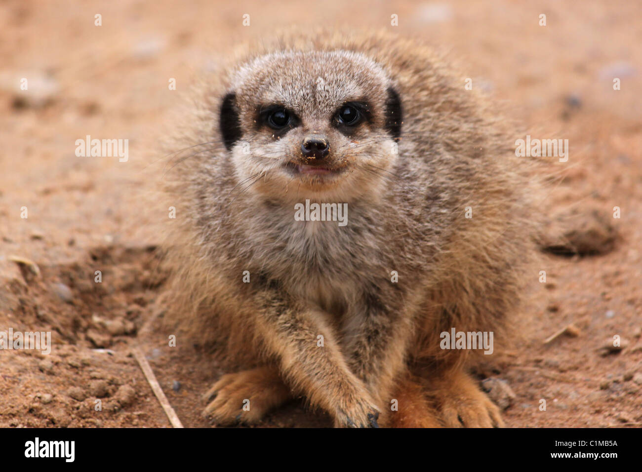Simples hi-res stock photography and images - Alamy