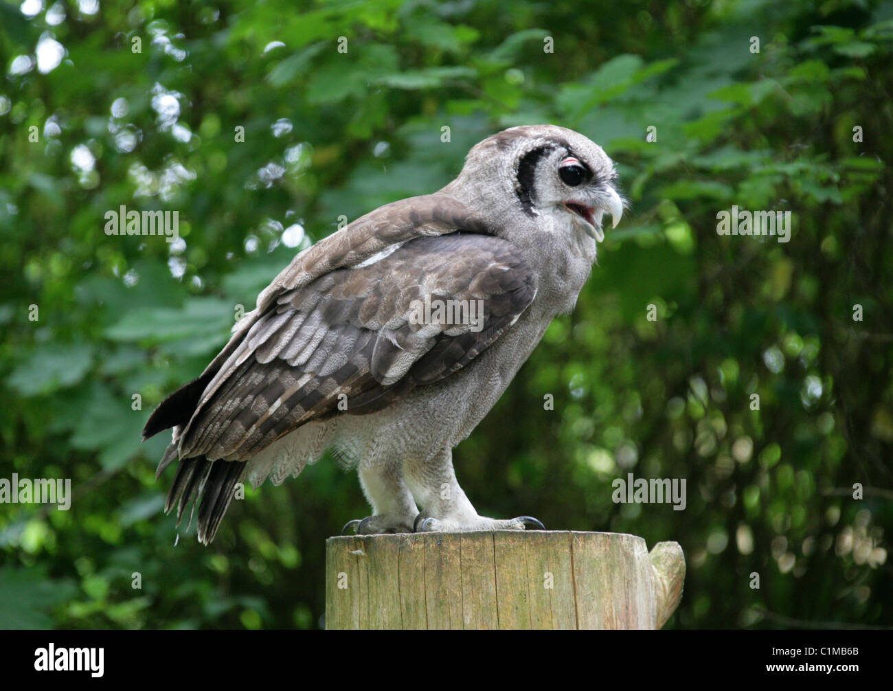 Verreaux's Eagle Owl or Milky Eagle Owl, Bubo lacteus, Strigidae. Aka ...