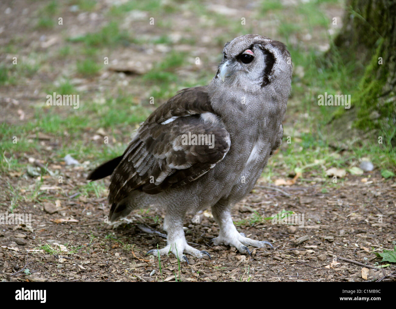 Verreaux's Eagle Owl or Milky Eagle Owl, Bubo lacteus, Strigidae. Aka ...