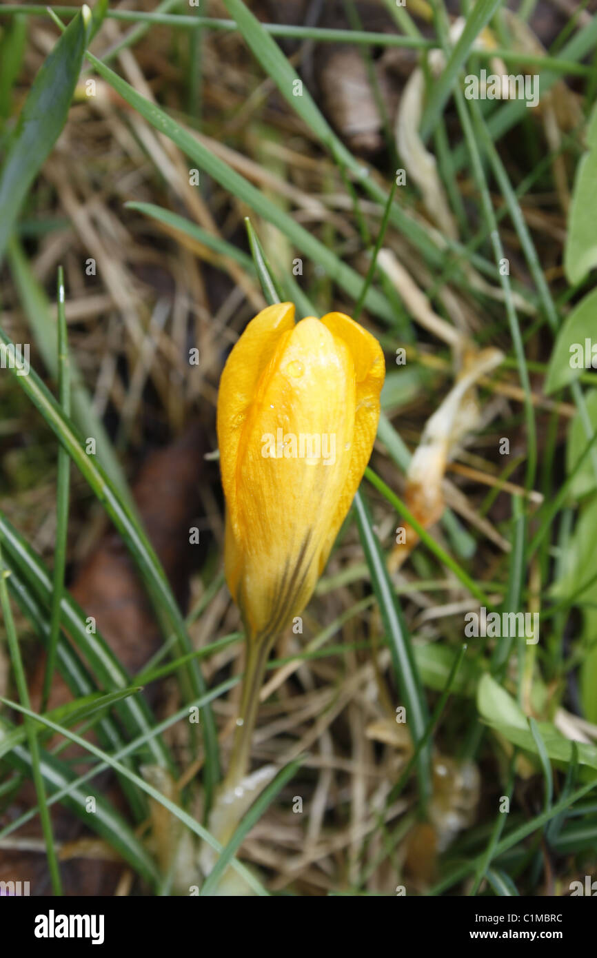 Crocus yellow hi-res stock photography and images - Alamy