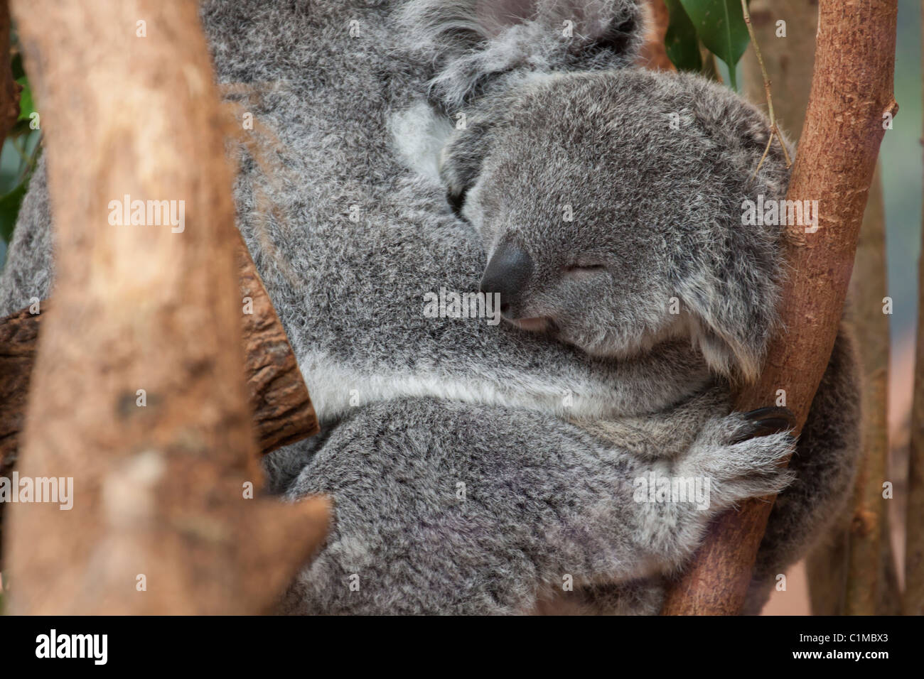 Baby koala hi-res stock photography and images - Alamy