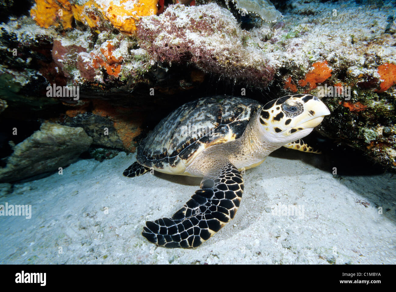 Mexico, Caribbean Sea at Cozumel, a sea turtle Stock Photo - Alamy