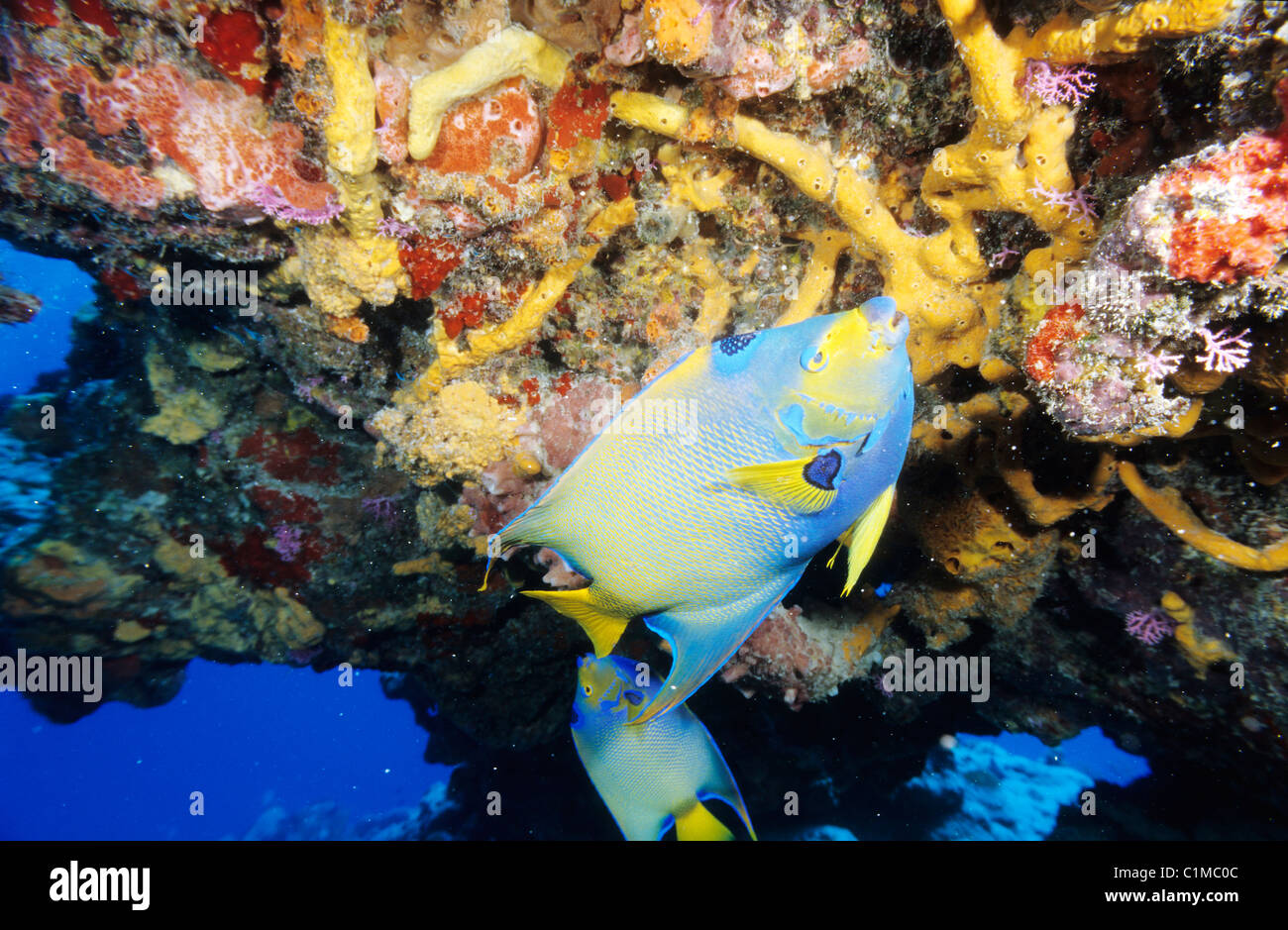 Mexico, Caribbean Sea at Cozumel, underwater landscape with angelfish ...
