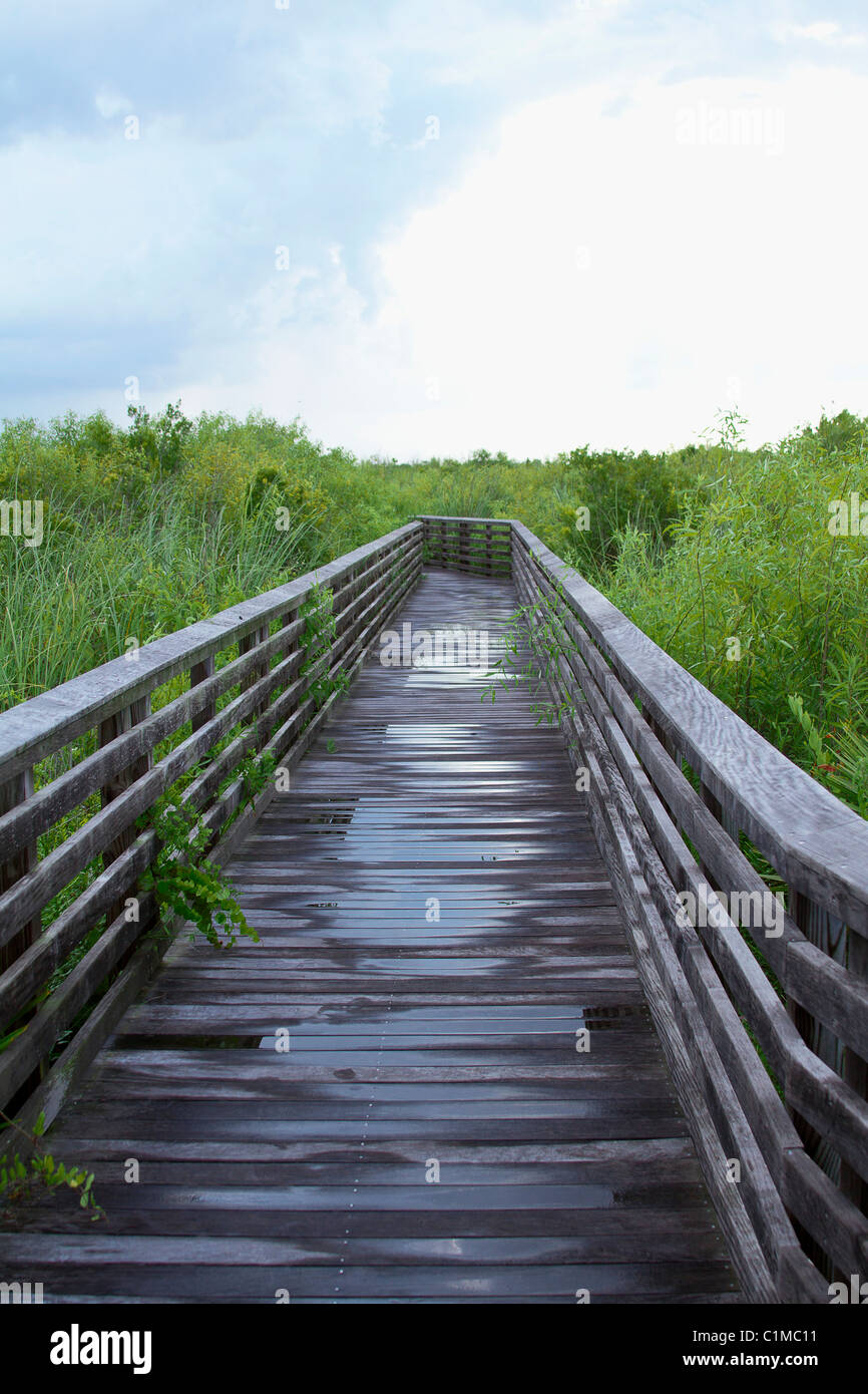 Path through wetland Stock Photo - Alamy