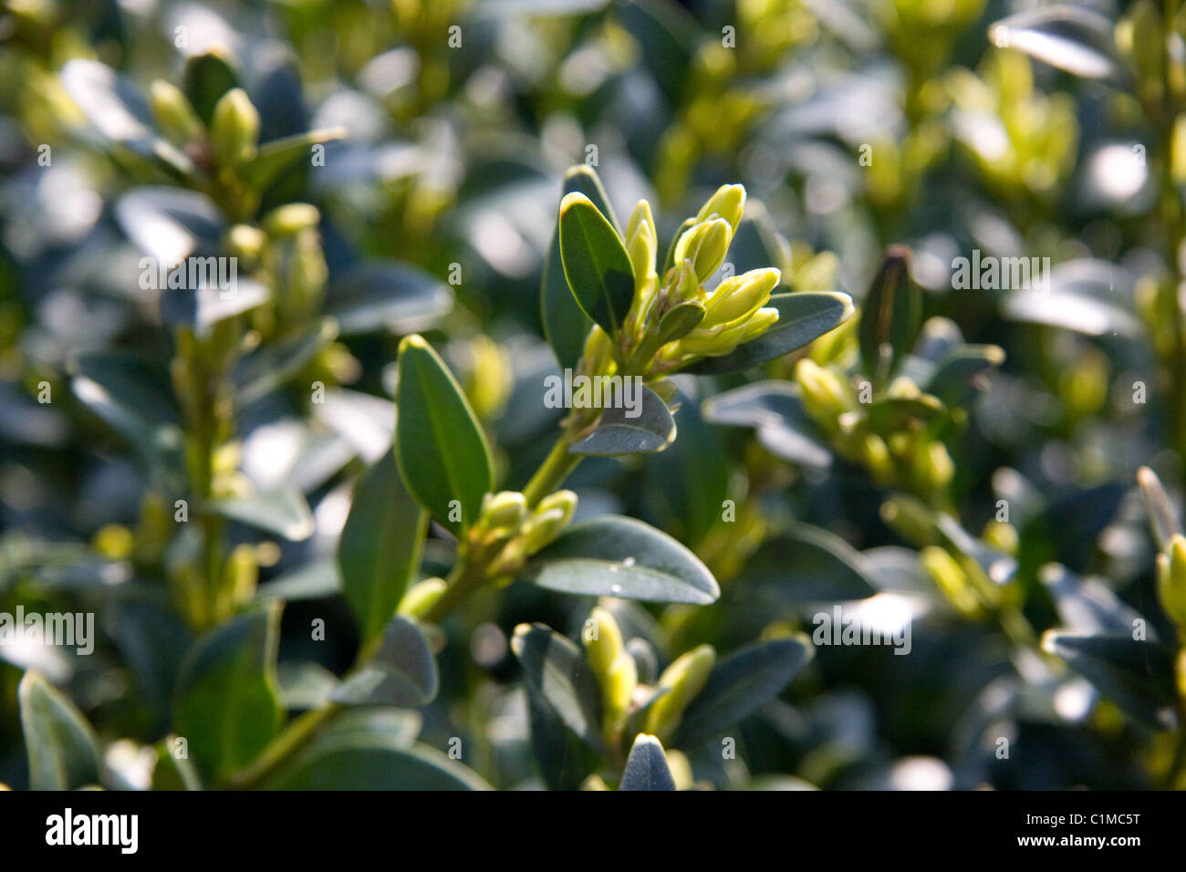 box hedging new growth Stock Photo - Alamy
