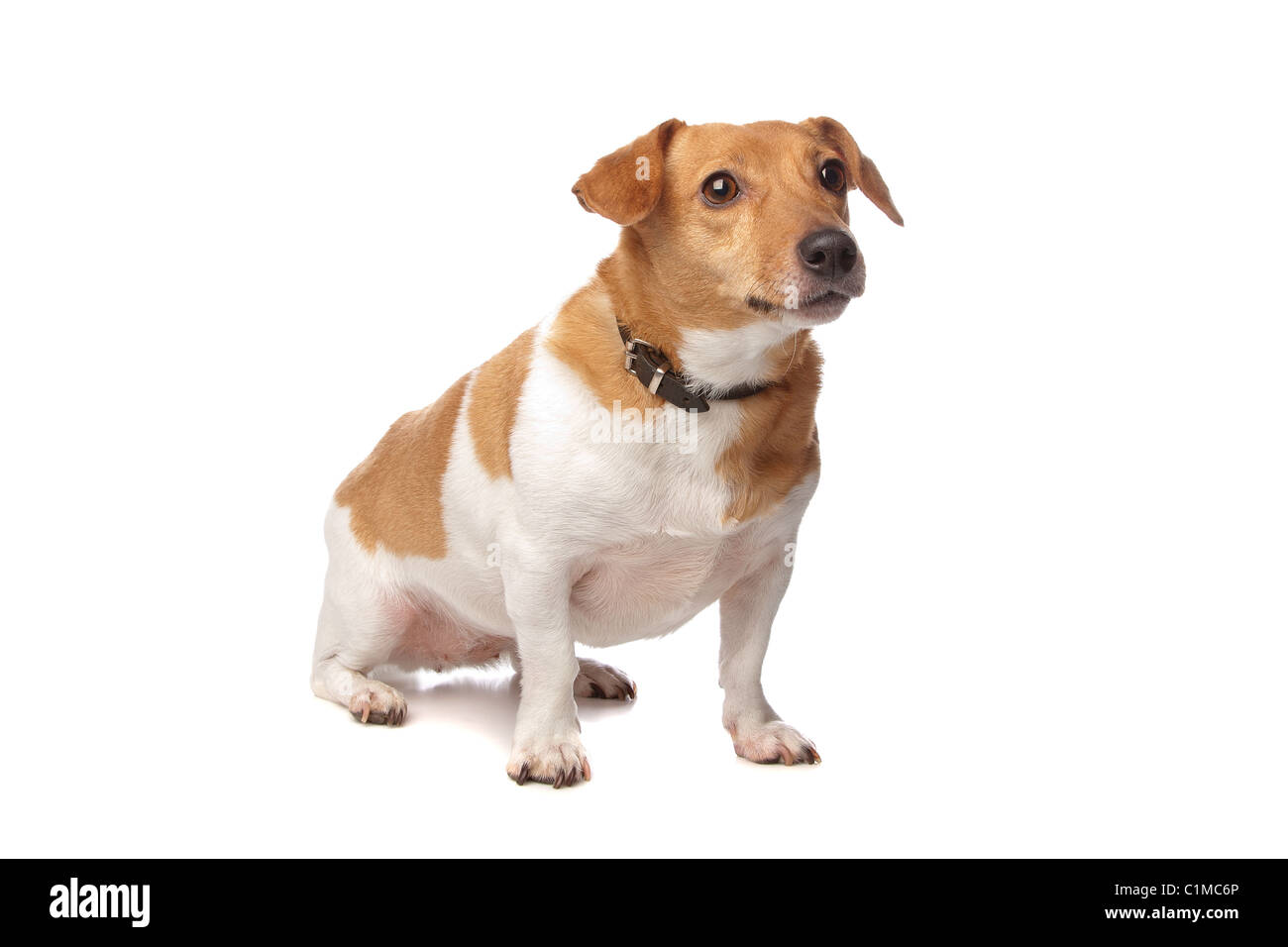 jack russel terrier dog on a white background Stock Photo - Alamy