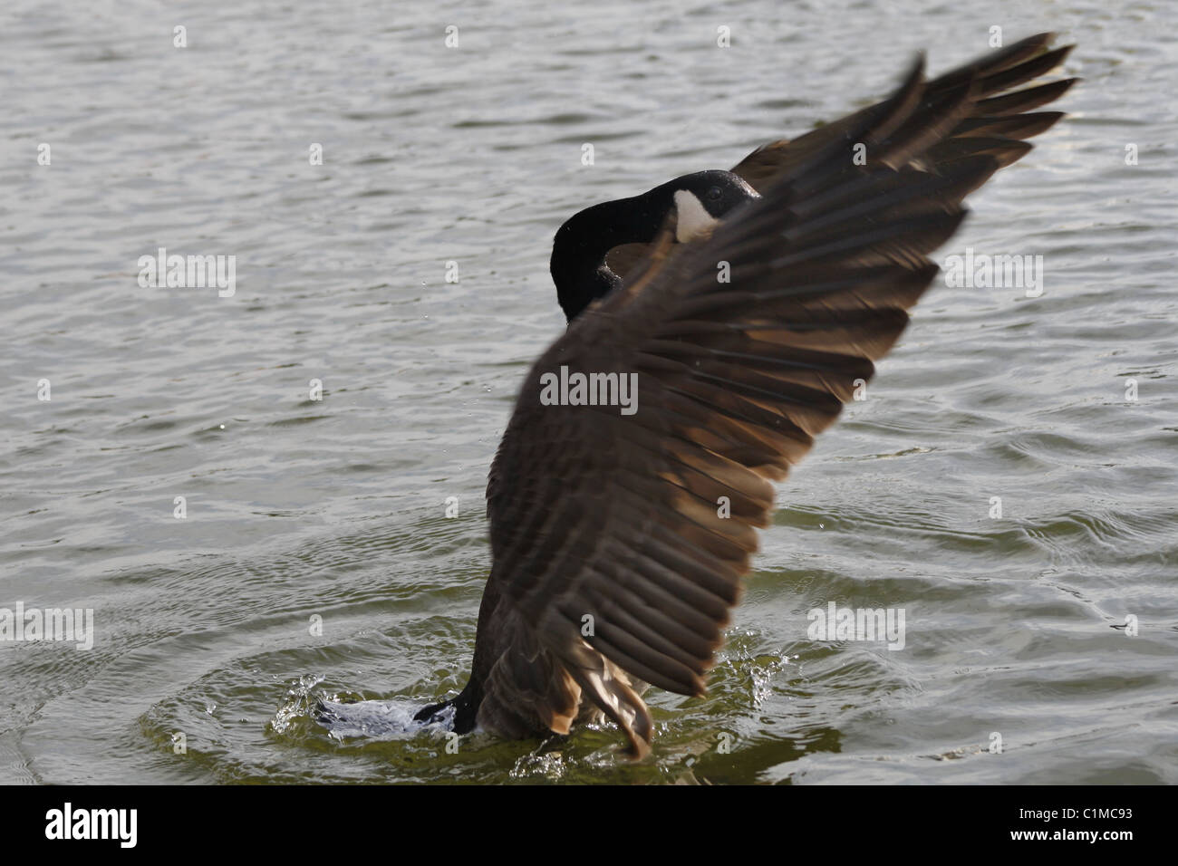 Canada Goose Flapping Wings High Resolution Stock Photography and ...