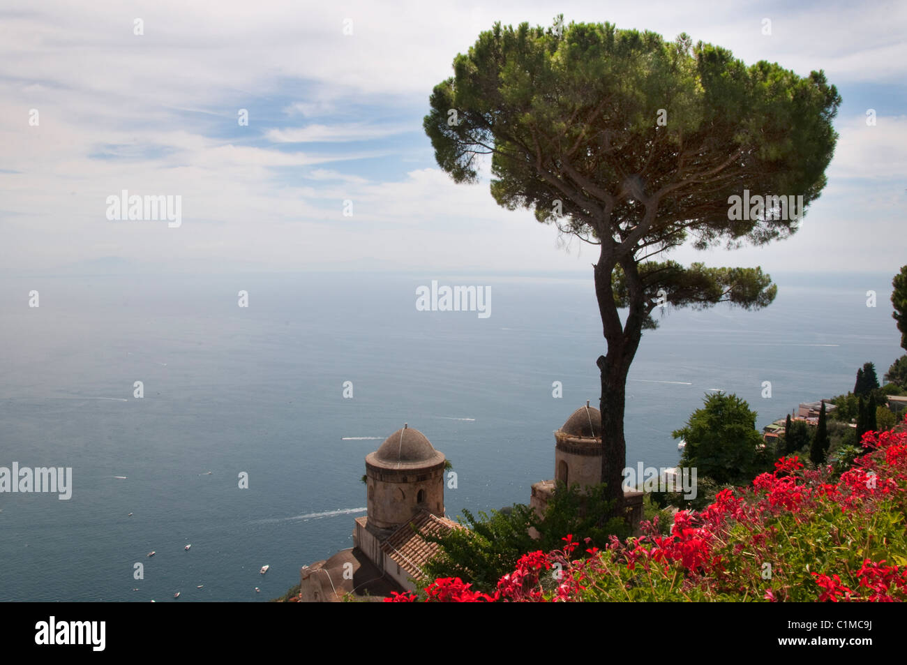 Pine tree watches over the Amalfi Coast and the Bay of Salerno in ...