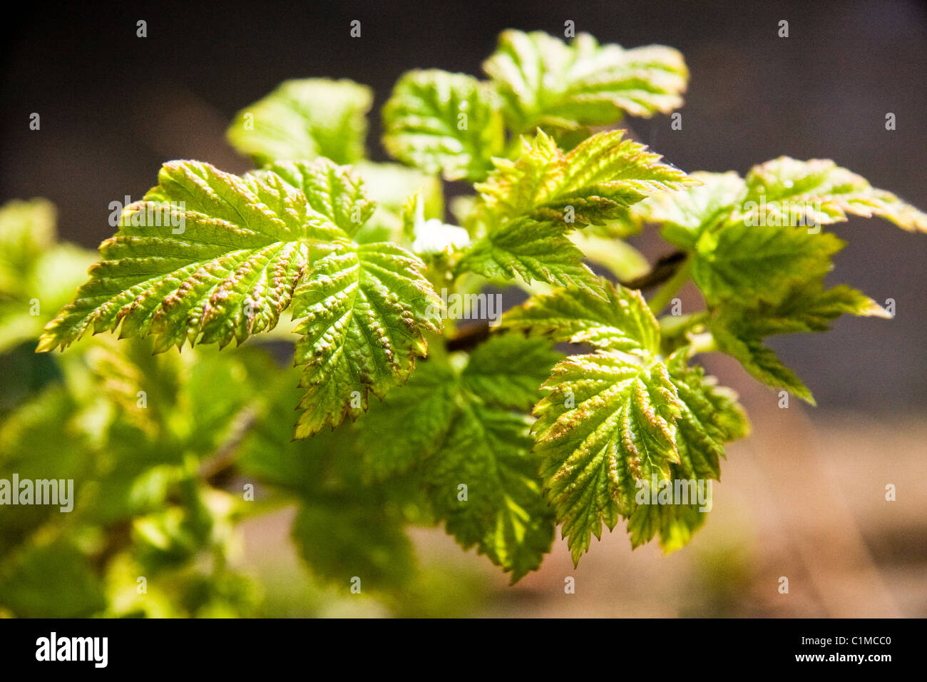 new growth raspberry leaves Stock Photo - Alamy