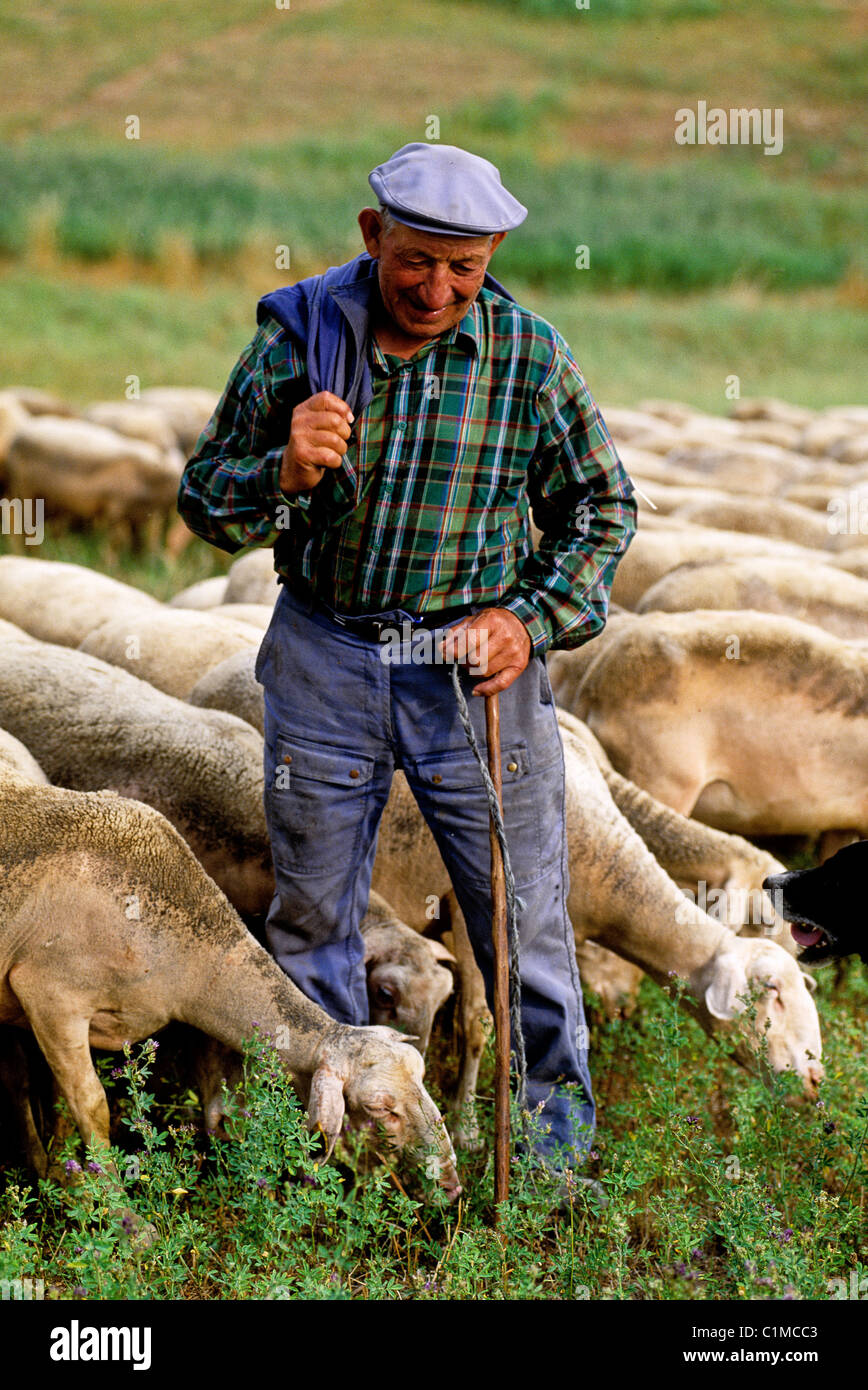 France Aveyron herd of Lacaune sheep which milk is exclusively used for ...