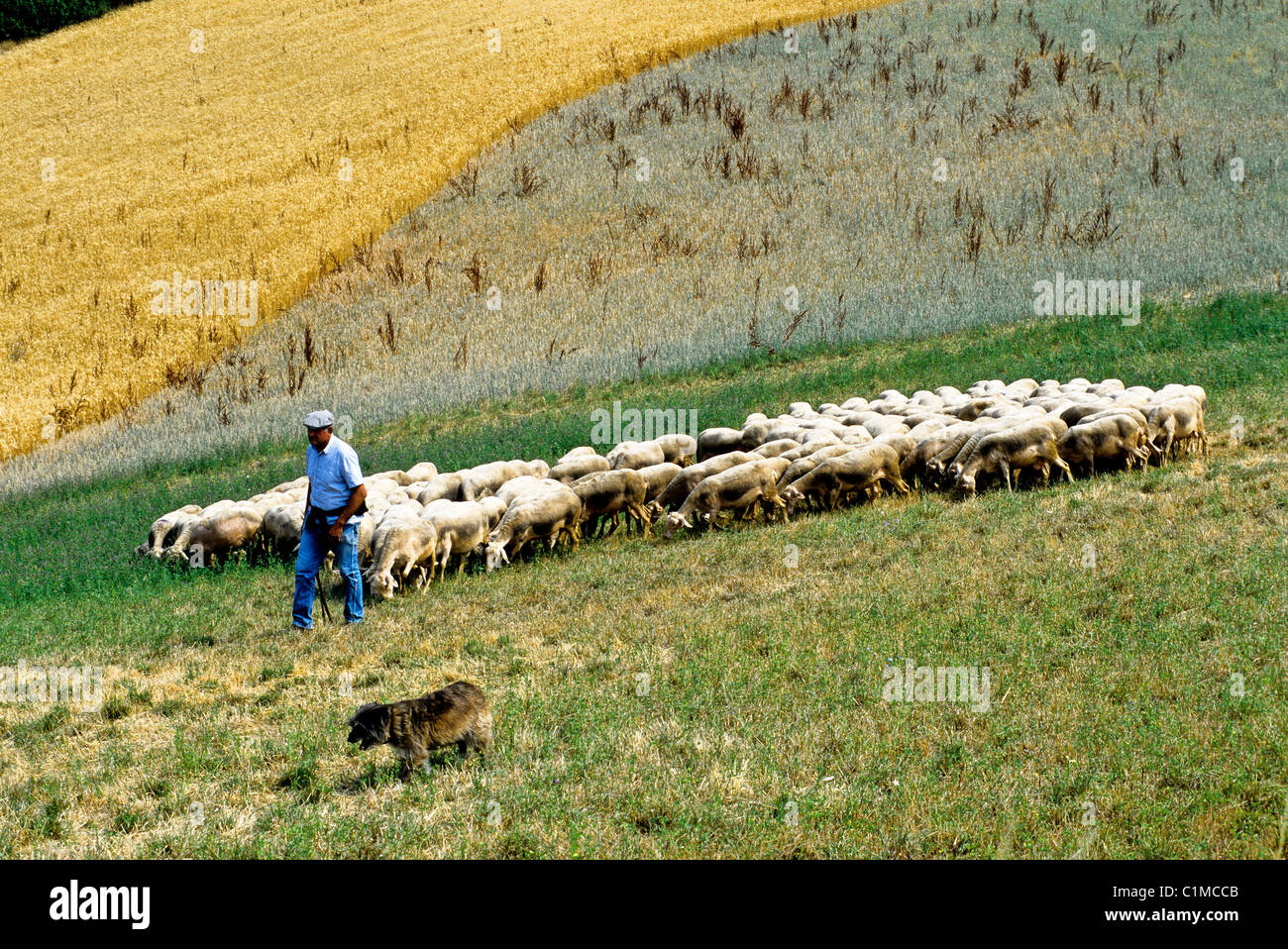 Lacaune sheep hi-res stock photography and images - Alamy