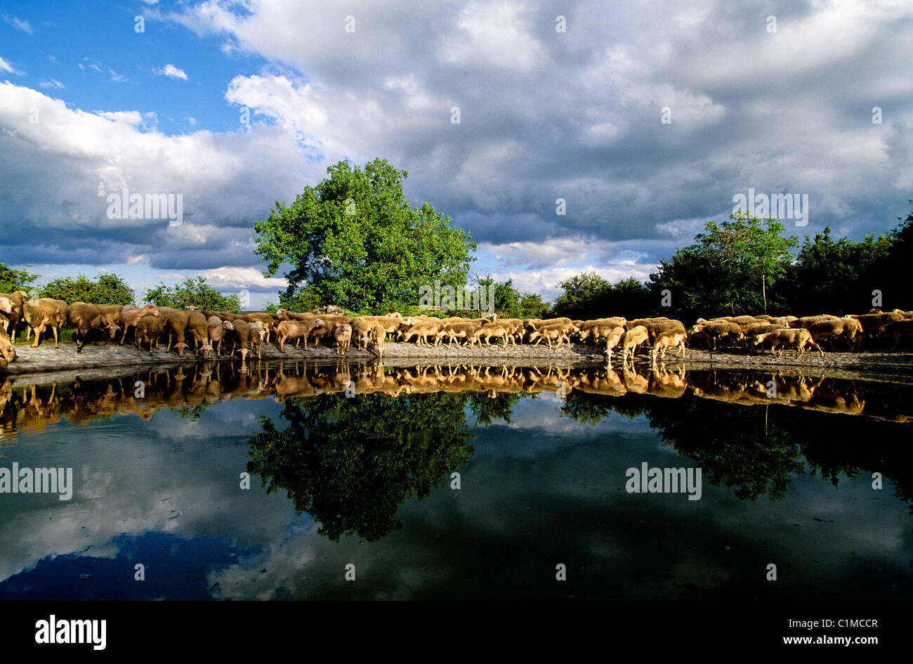 France Aveyron Ricard farm Lavogne (traditional stone pond allowing the ...