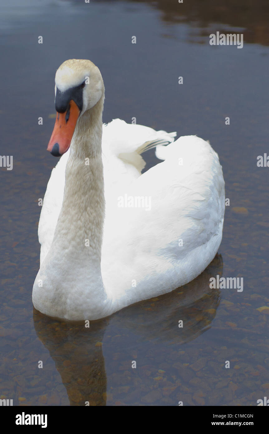 White loch scotland hi-res stock photography and images - Alamy