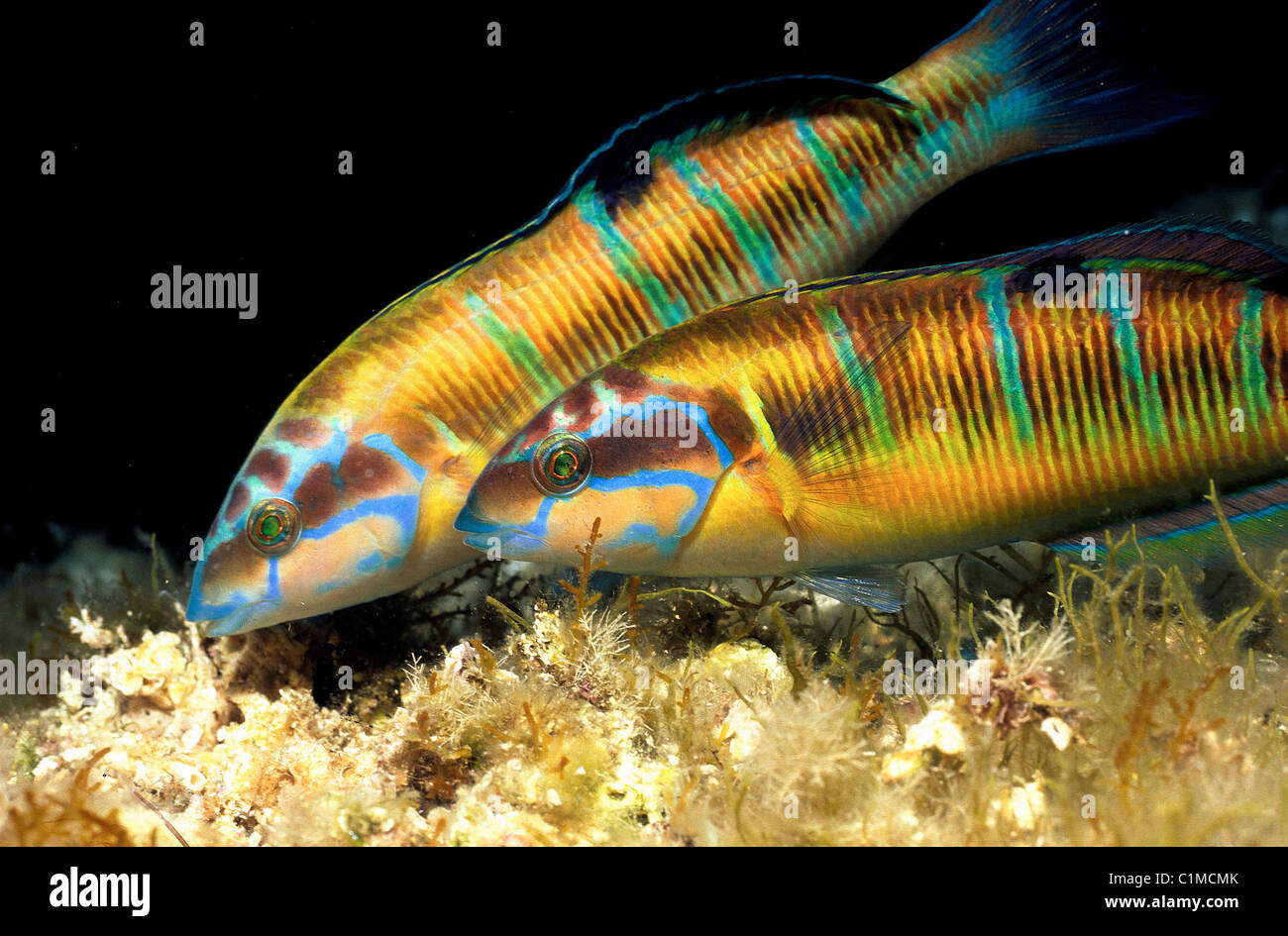 France, Corse du Sud, pair of Turkish wrasses Stock Photo - Alamy