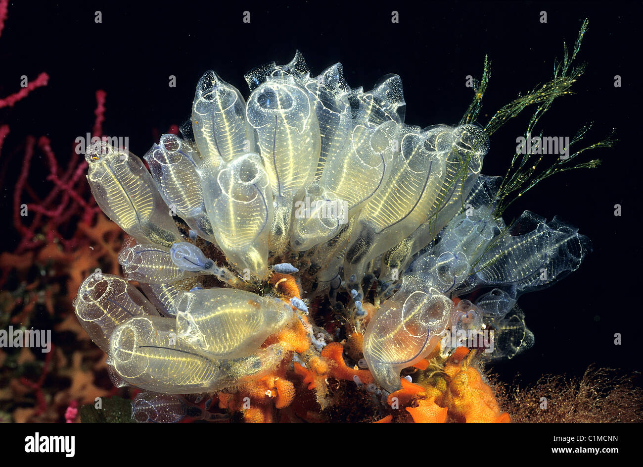 Ascidiacea hi-res stock photography and images - Alamy