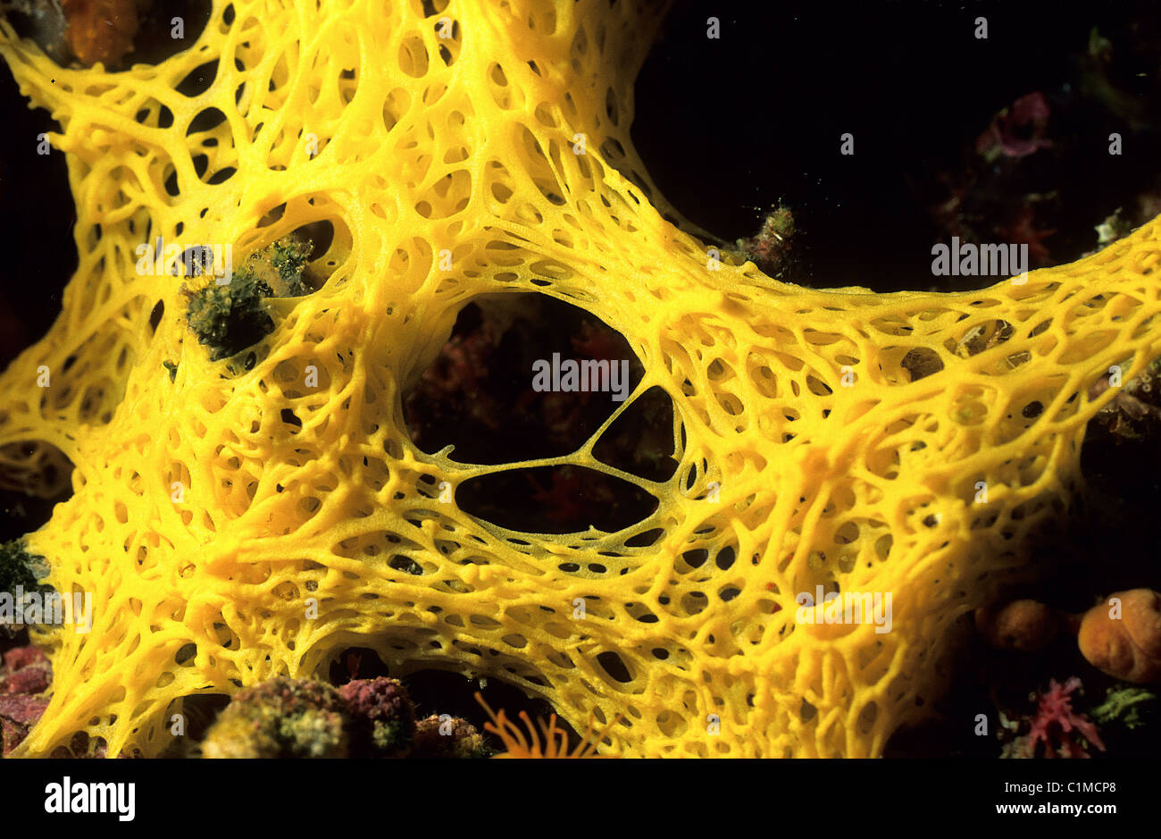 France, Corse du Sud, strange sponge thread Stock Photo - Alamy