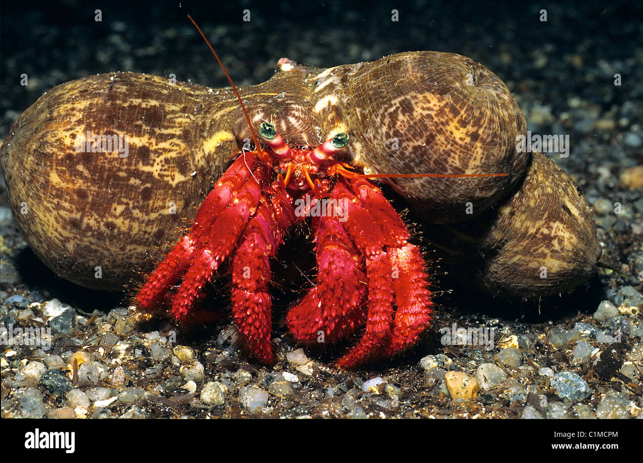 France, Corse du Sud, large hermit crab and defensive anemones Stock ...