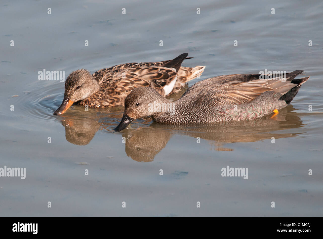 gadwall pair feeding Stock Photo - Alamy