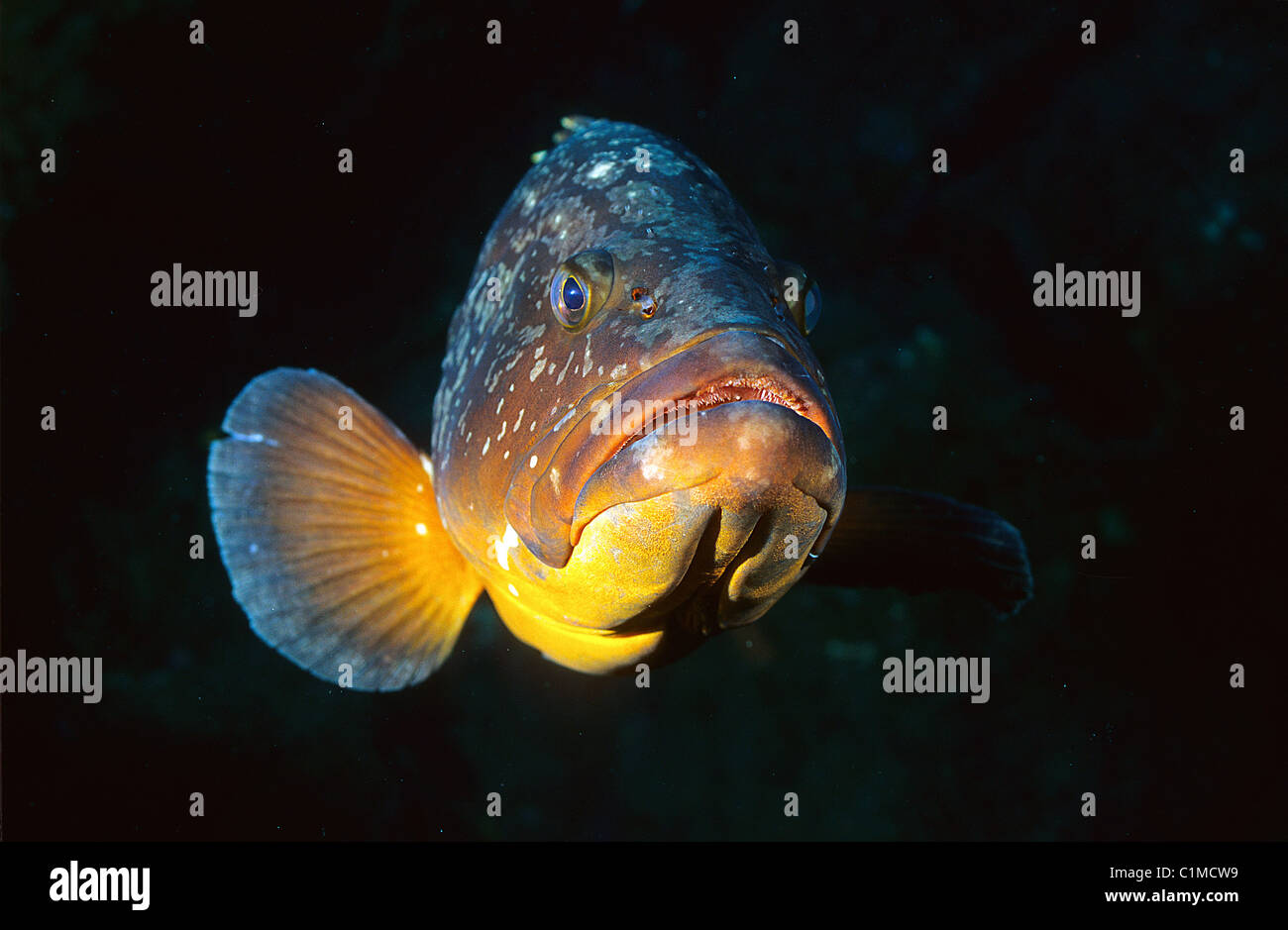 France, Corse du Sud, big brown grouper Stock Photo - Alamy
