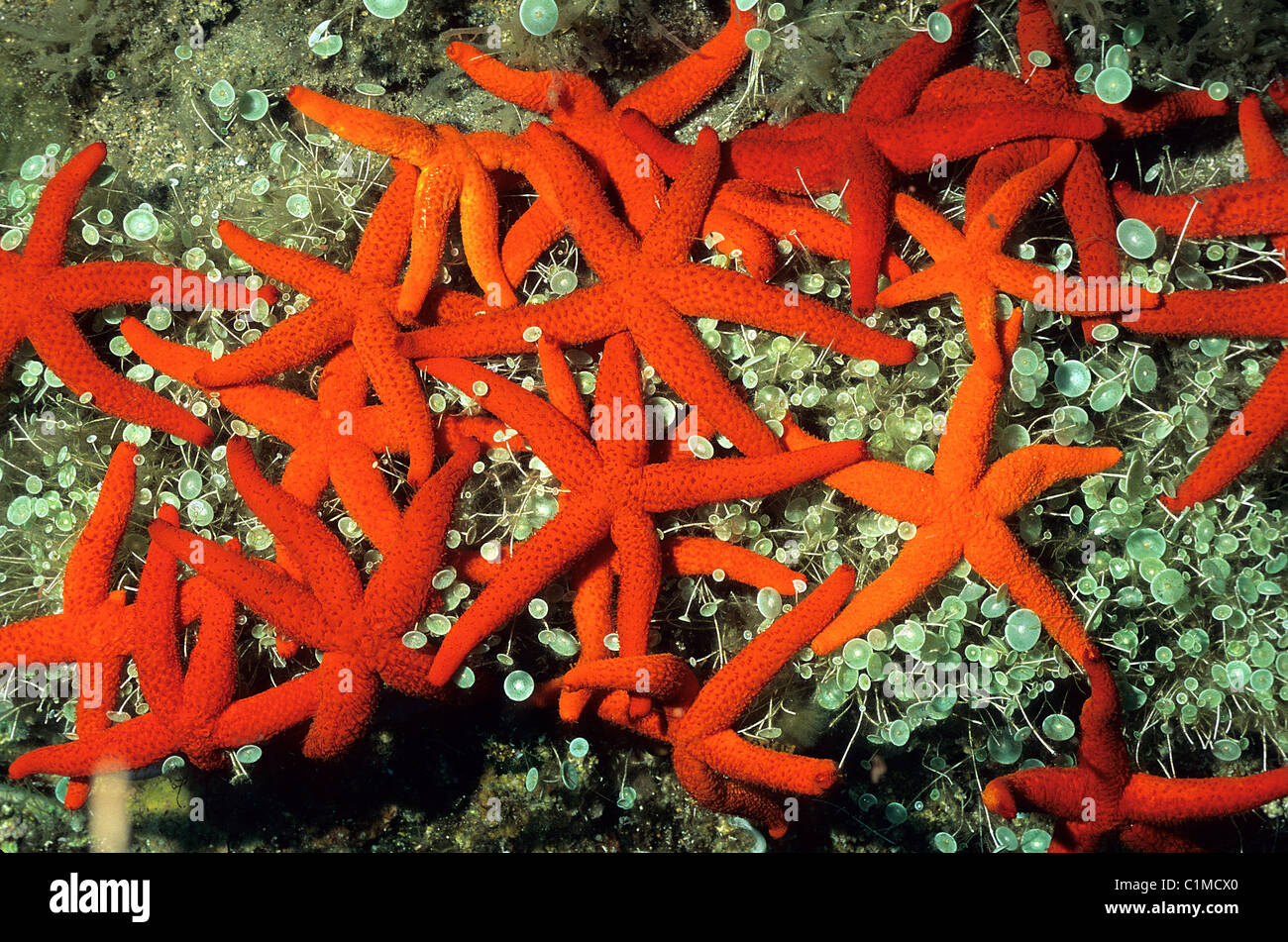 Close up view red starfishes hi-res stock photography and images - Alamy