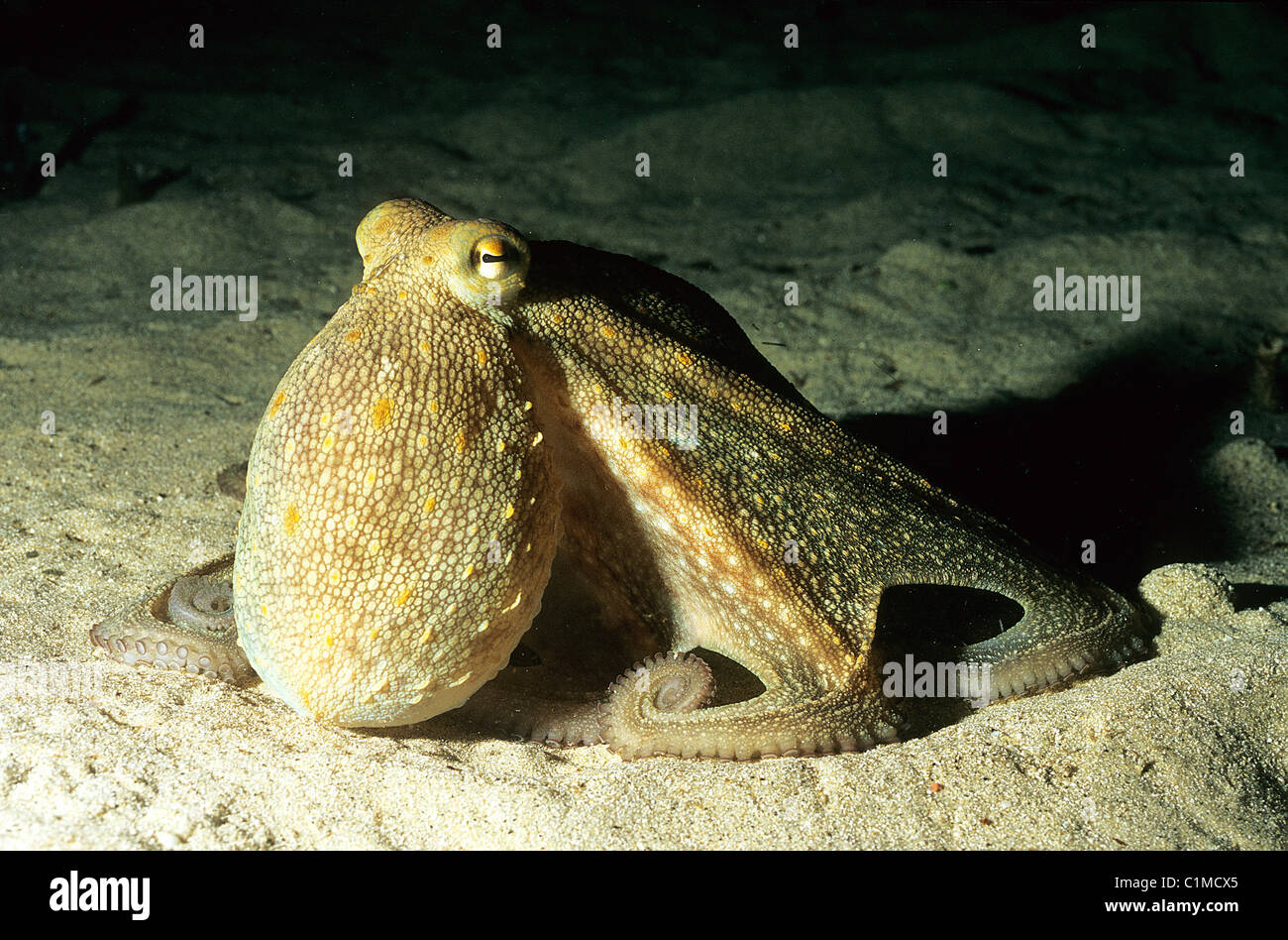 Common octopus at night hi-res stock photography and images - Alamy