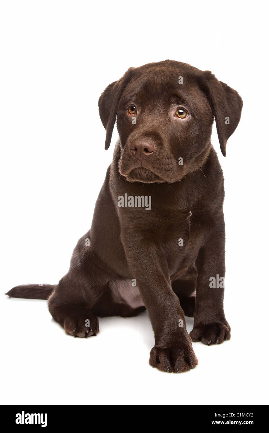 Labrador retriever in front of a white background Stock Photo - Alamy