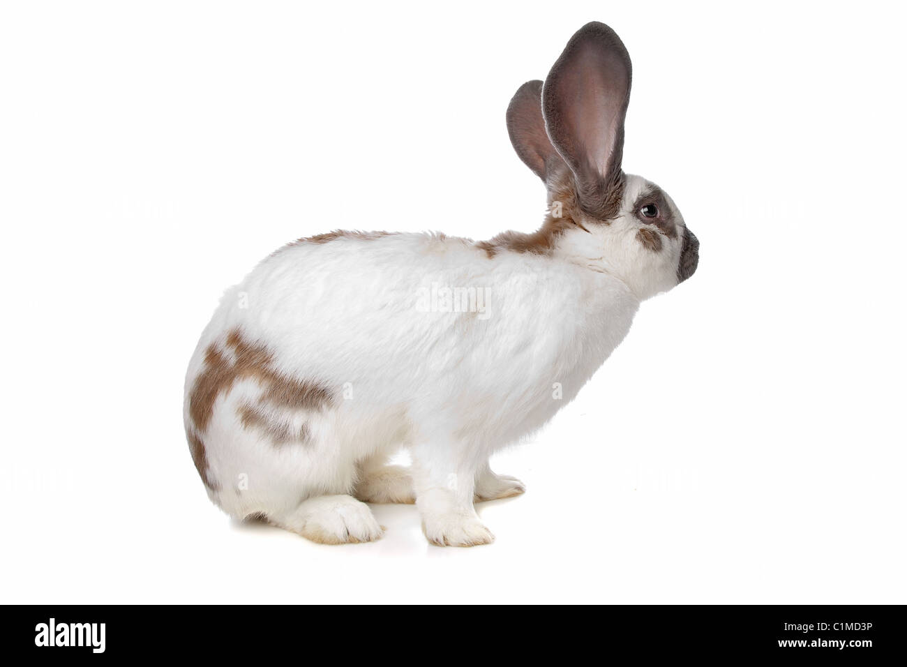 Rabbit in front of a white background Stock Photo - Alamy