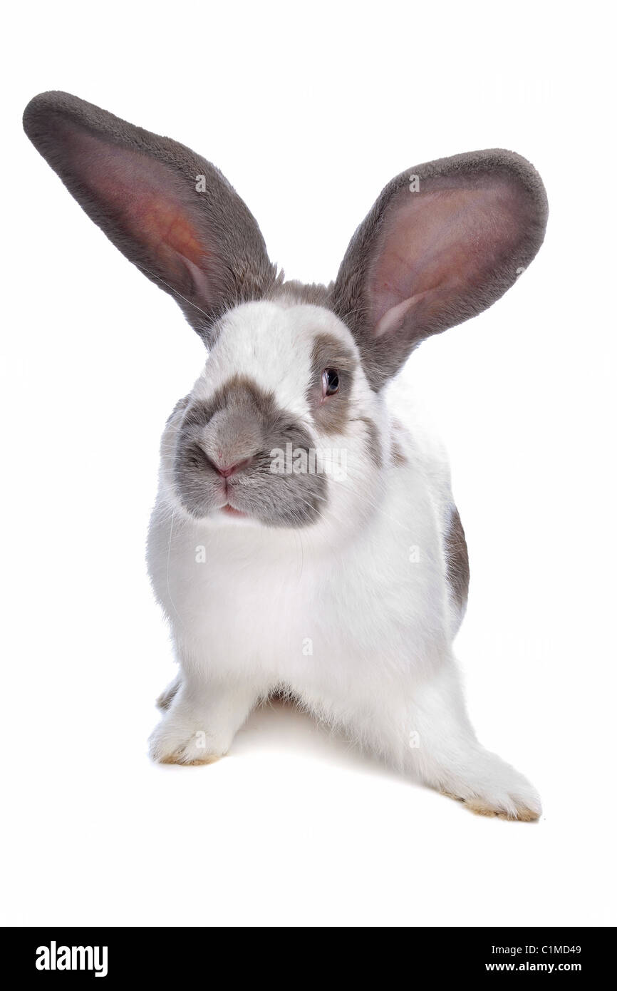 Rabbit in front of a white background Stock Photo - Alamy