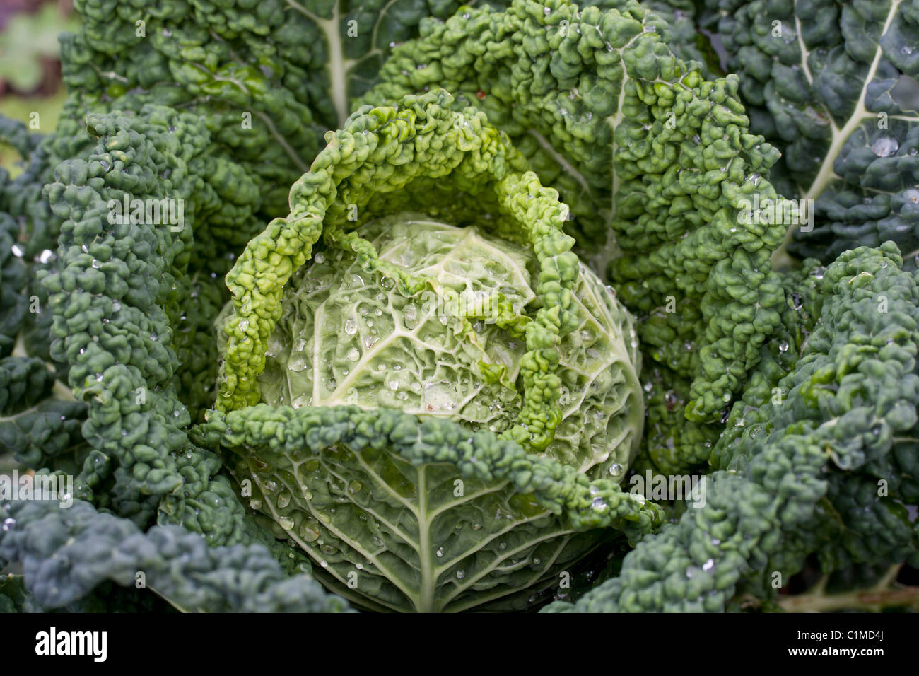 Detail view of a portuguese cabbage on the farmer's field Stock Photo ...
