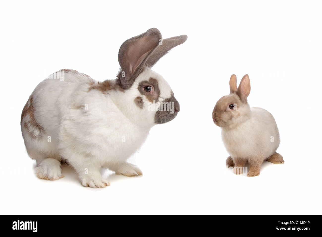 White fluffy background fur hi-res stock photography and images - Alamy
