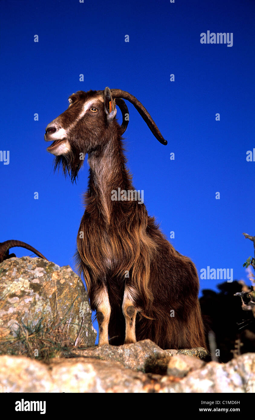 Corsican goats hi-res stock photography and images - Alamy