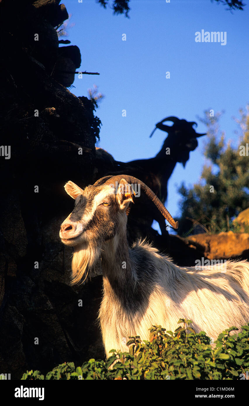 Corsican goats hi-res stock photography and images - Alamy